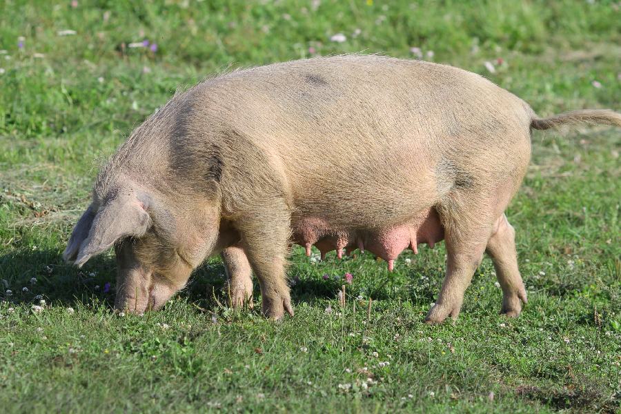 Quali sono le principali razze suine in Italia e nel mondo? – Baldi ...
