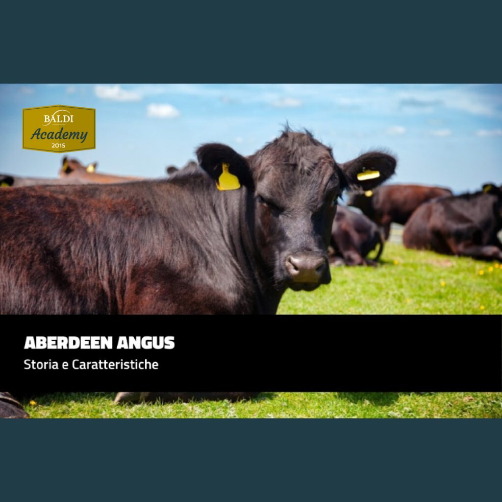 Aberdeen Angus: storia e caratteristiche – Baldi Academy – Conoscere la ...